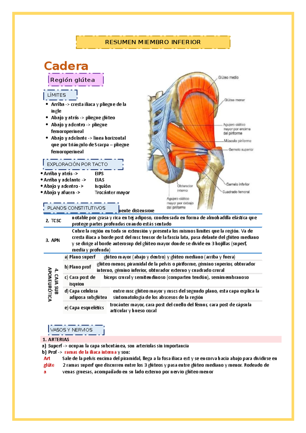 Resumen Miembro Inferior - Cadera Arriba -> cresta iliaca y pliegue de ...