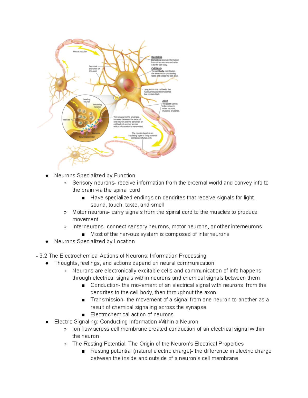 PSYCH 101 Notes - Neurons Specialized by Function Sensory neurons ...