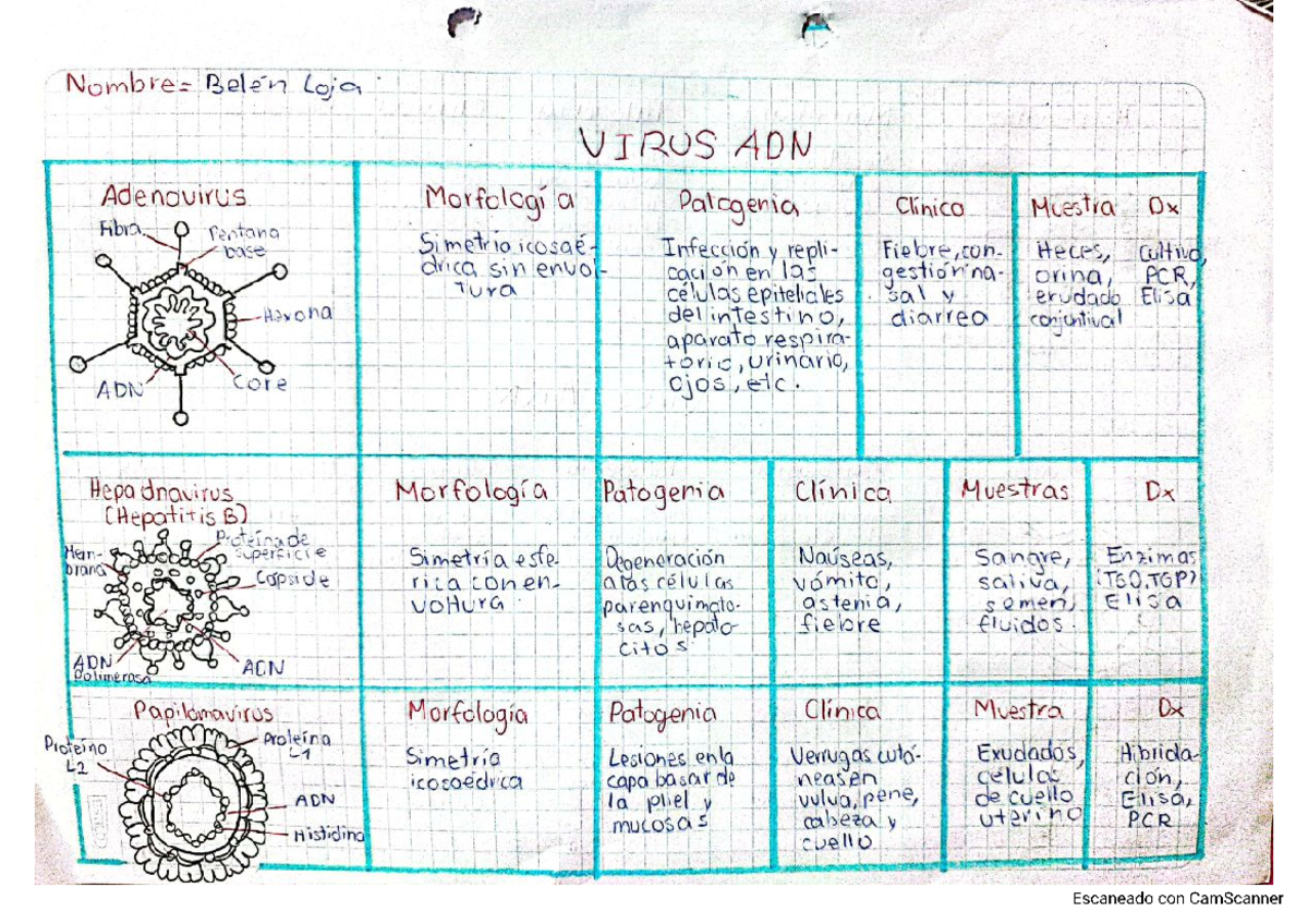 Esquema de los virus. Belen Loja - Belen Loja VIRUS ADN Adenovirus Morfologi a Patogenia Clinica ...