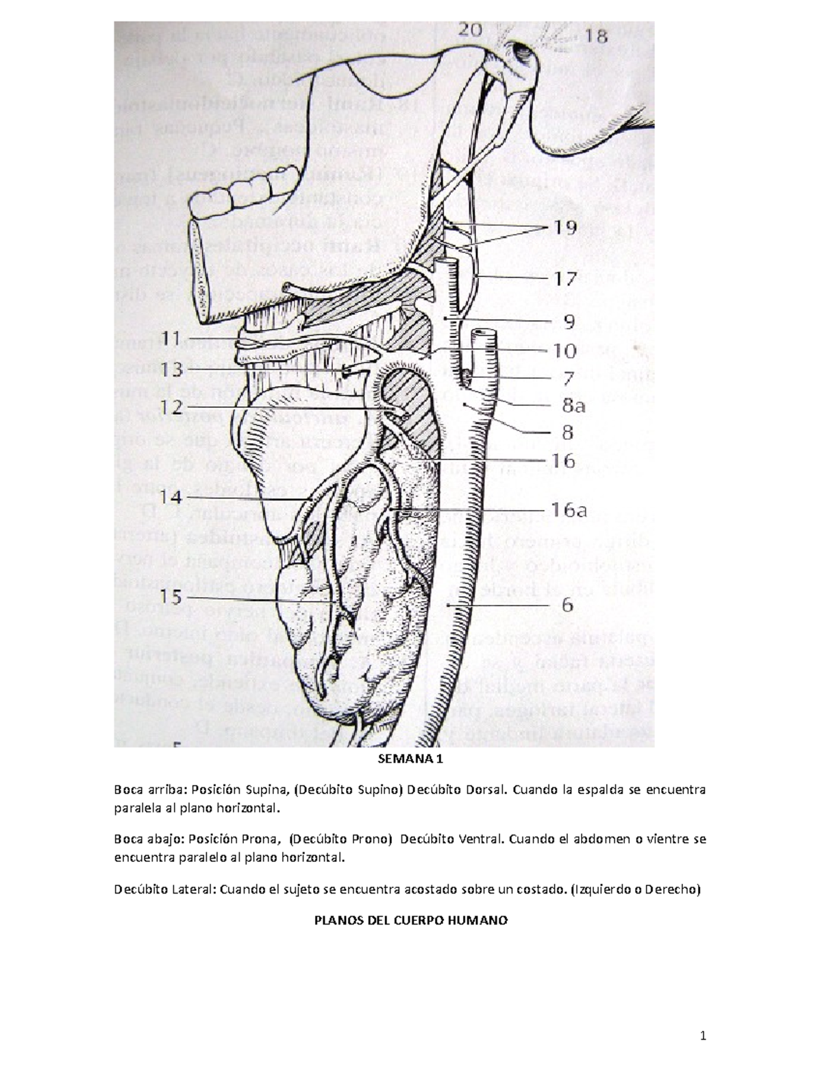Introduccion a la anatomía - SEMANA 1 Boca arriba: Posición Supina ...