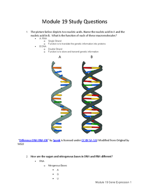 Module 12 study questions - Module 12 Study Questions Cancer cells ...