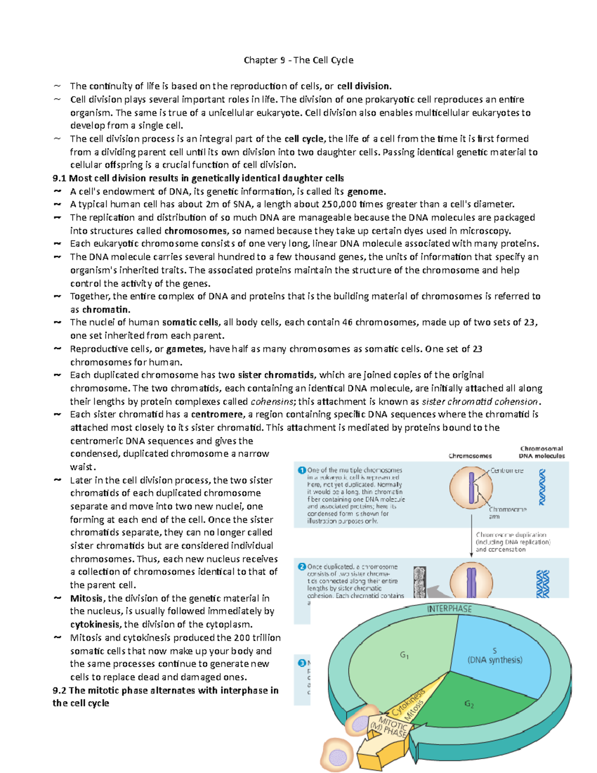 Chapter 9 - The Cell Cycle - Chapter 9 - The Cell Cycle The continuity ...