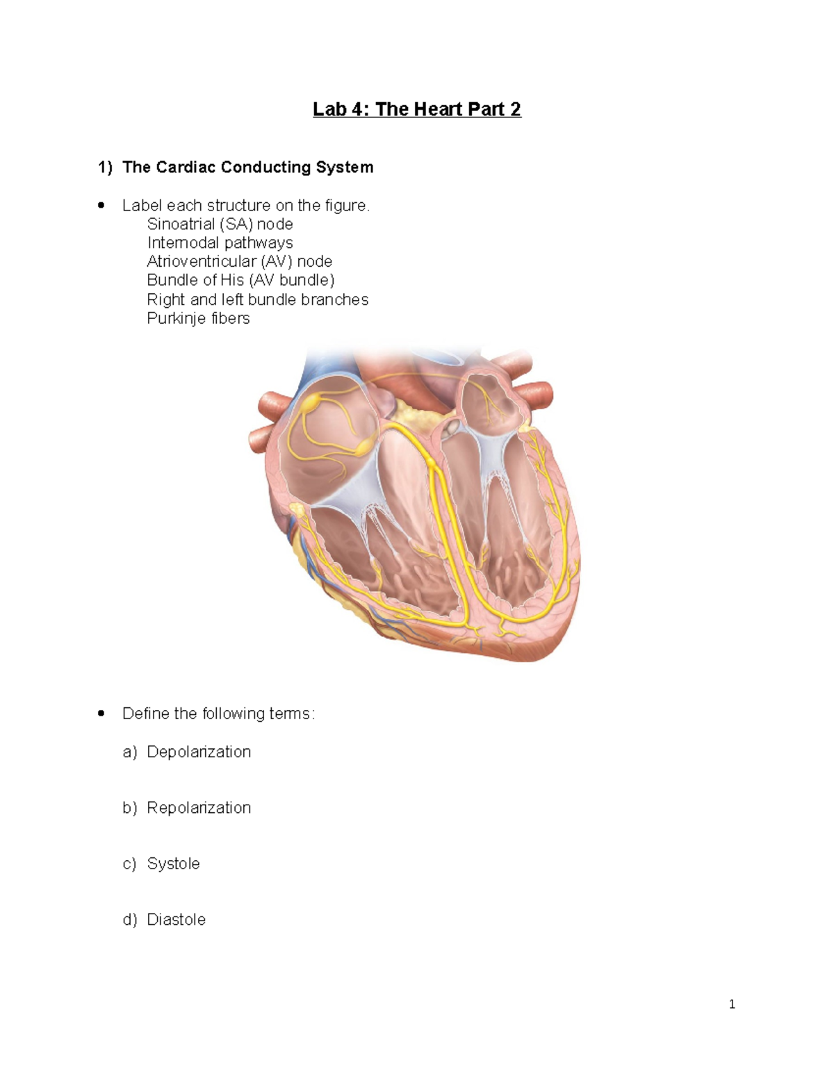 Lab 4 The Heart Part 2 - Lab 4: The Heart Part 2 The Cardiac Conducting ...