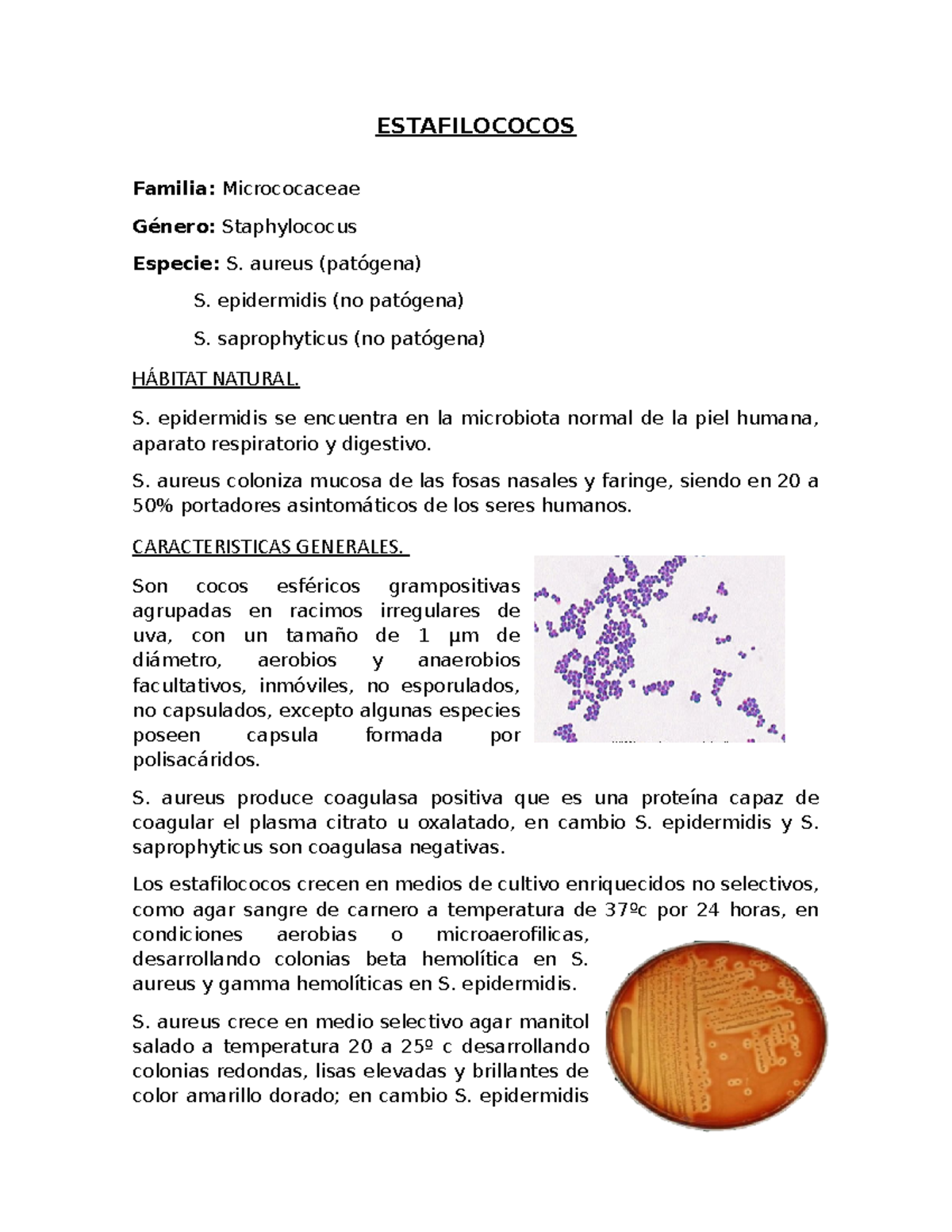 Estafilococos - ESTAFILOCOCOS Familia: Micrococaceae Género ...