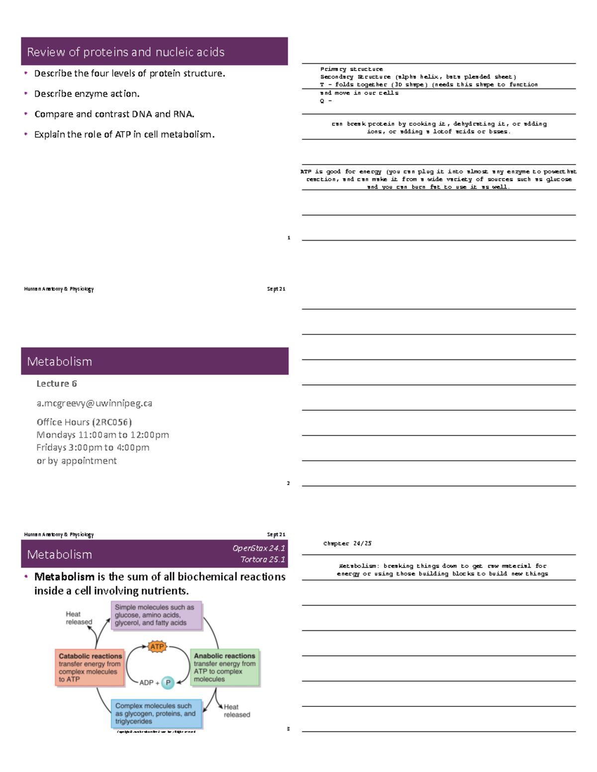 Lecture 6 - Sept 21 - Metabolism - Notes - Review of proteins and ...