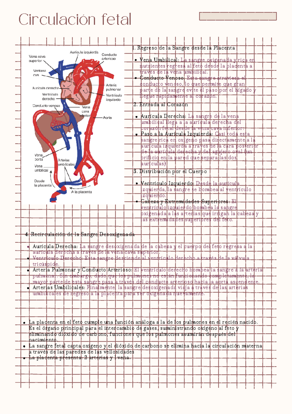 Circulacion fetal - Circulación fetal 2. Entrada al Corazón Aurícula Derecha: La sangre de la ...