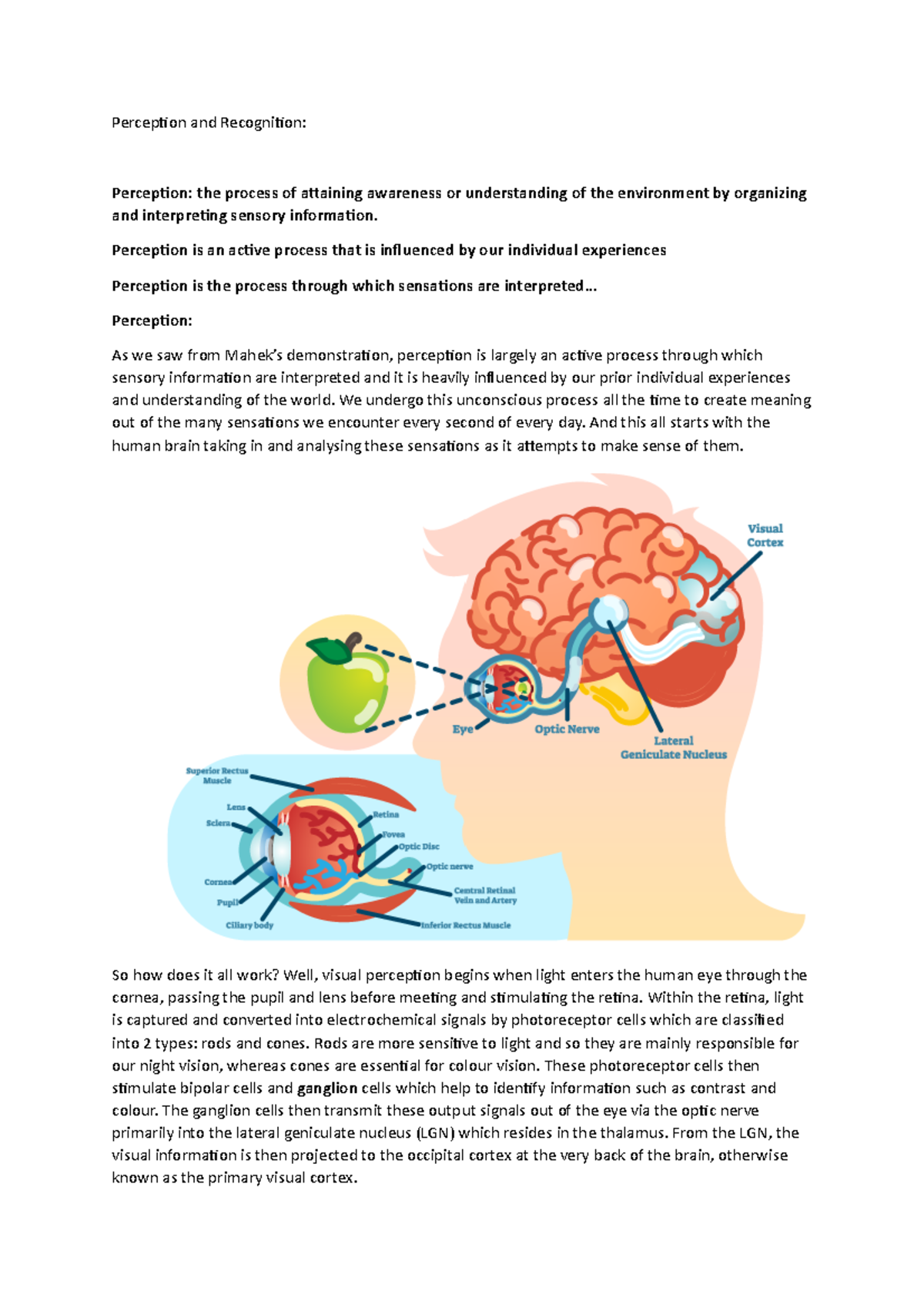 Perception and Recognition Presentation Draft - Perception and ...