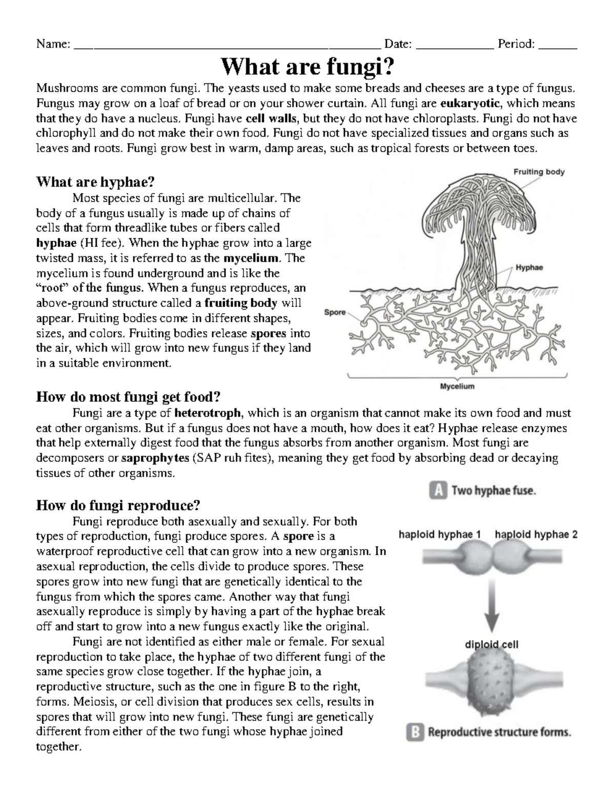 Fungi characteristics worksheet Biology worksheet to practice for ...