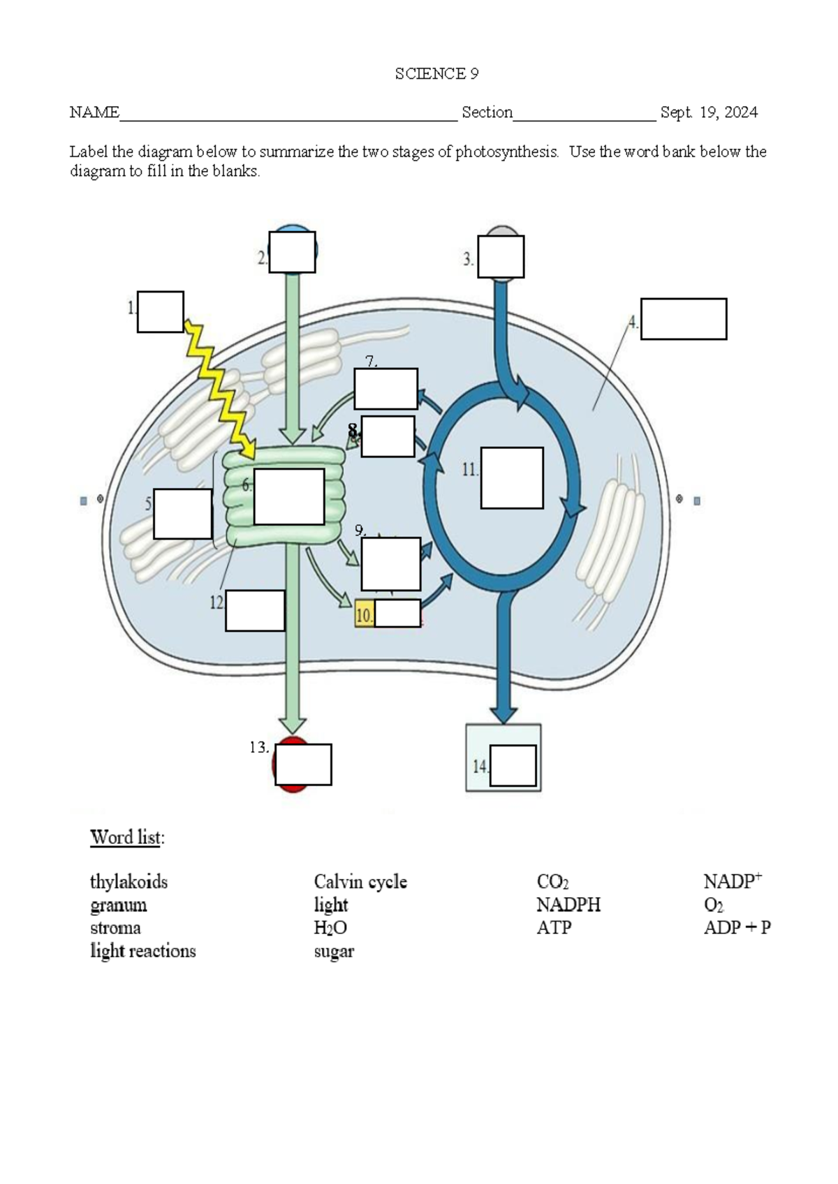 Stages of photosynthesis diagram - science - SCIENCE 9 NAME