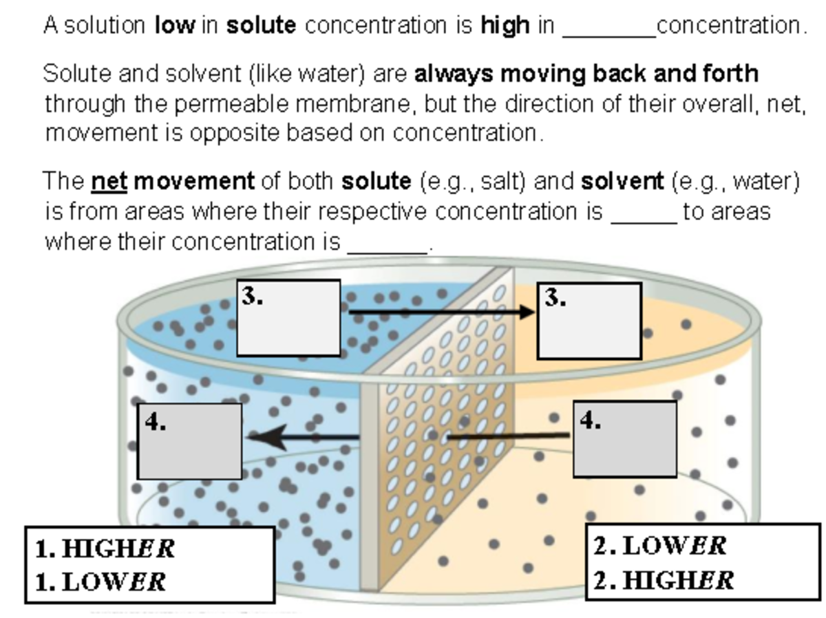 Homeostasis Study Tools - A solution low in solute concentration is ...