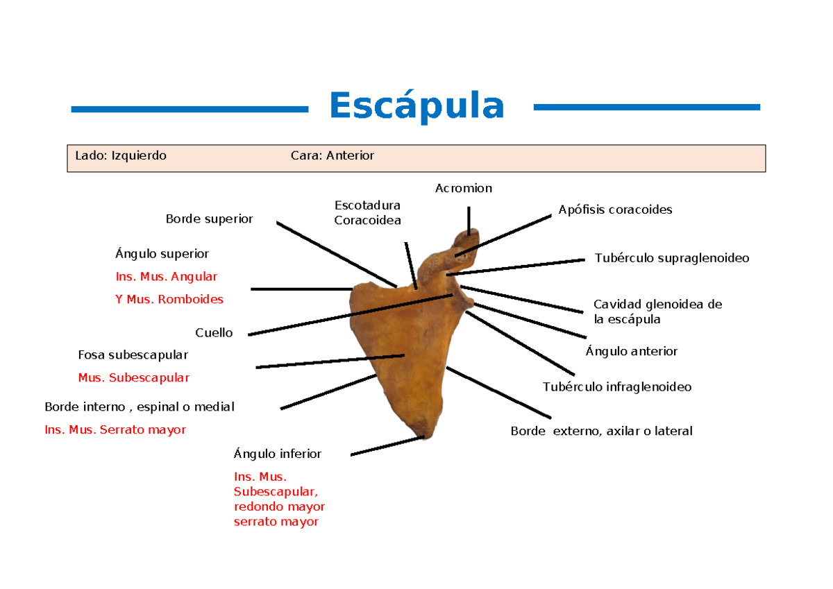 Escápula - Partes del hueso - Escápula Lado: Izquierdo Cara: Anterior ...