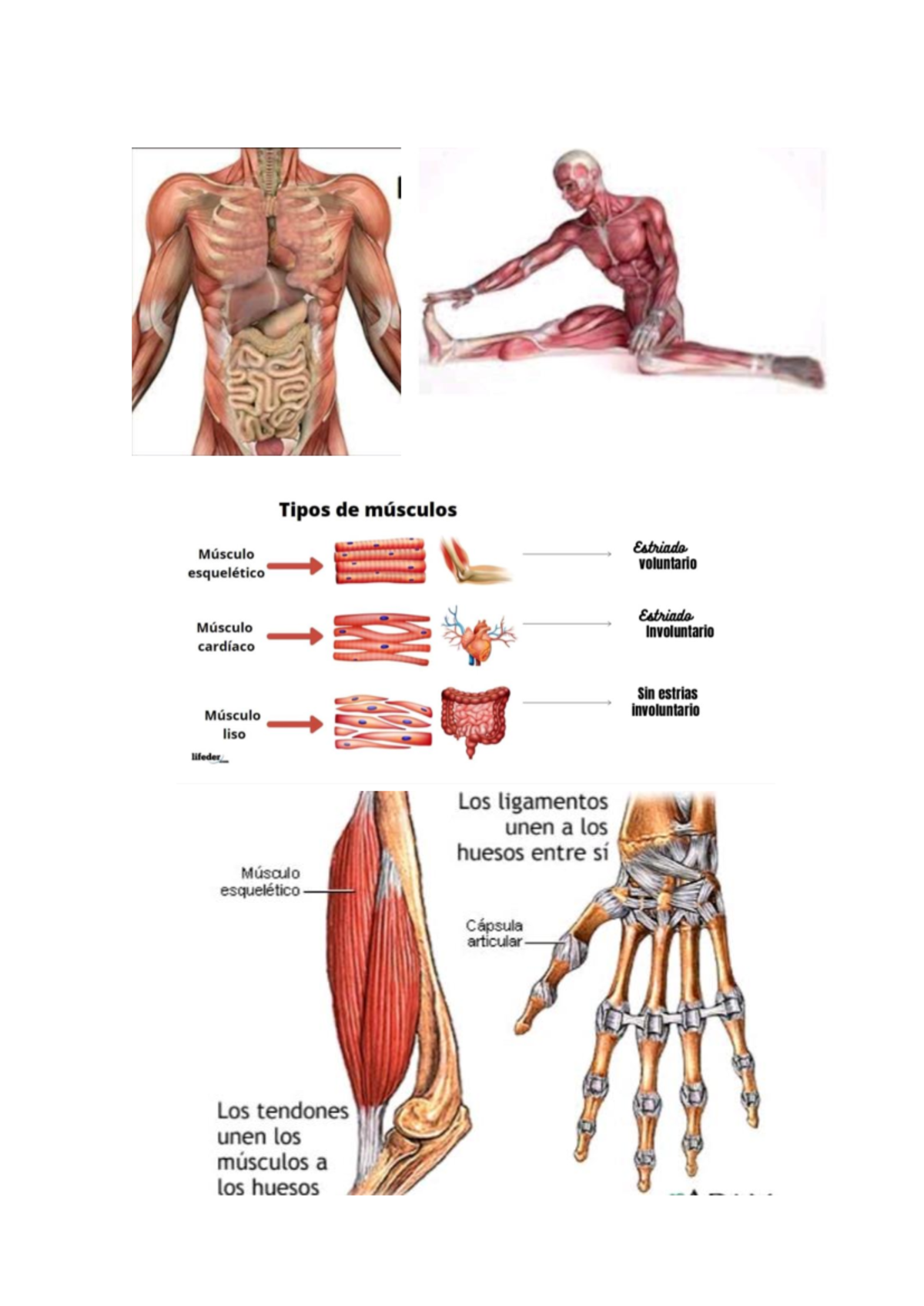 Contracción muscular - Fisica, Quimica y Biologia - Studocu