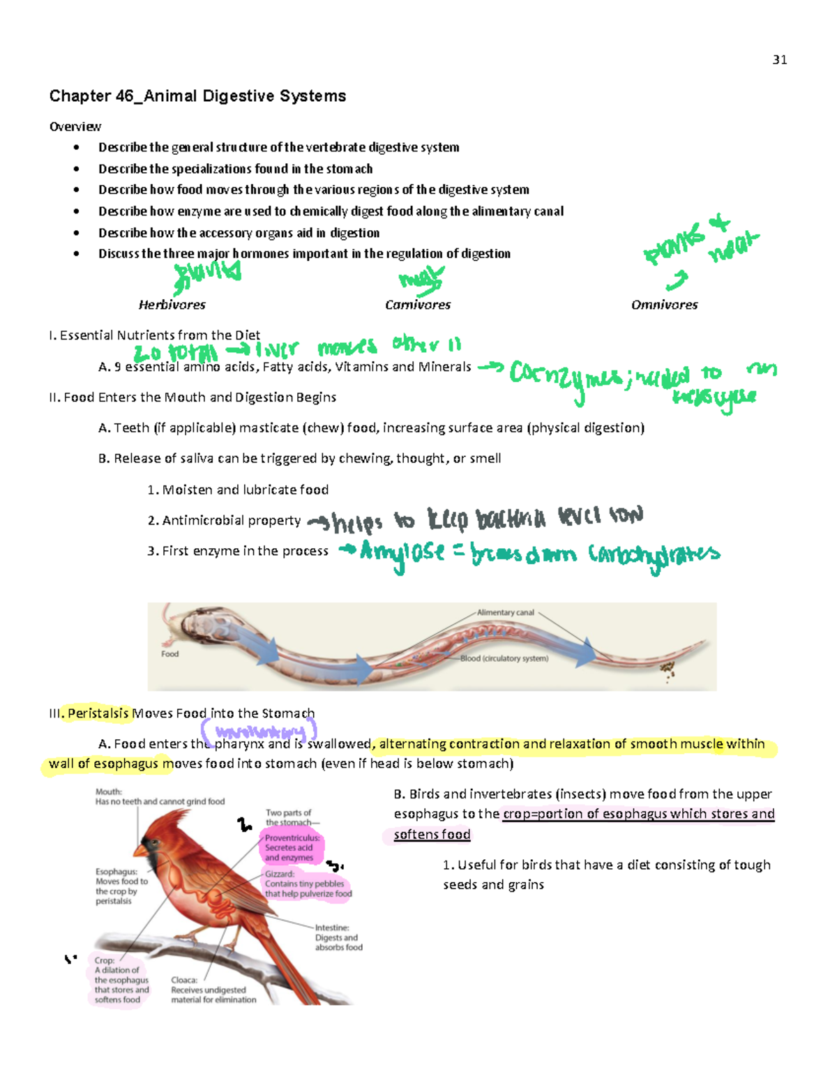Chapter 46-Animal Digestive Systems - 31 Chapter 46_Animal Digestive ...