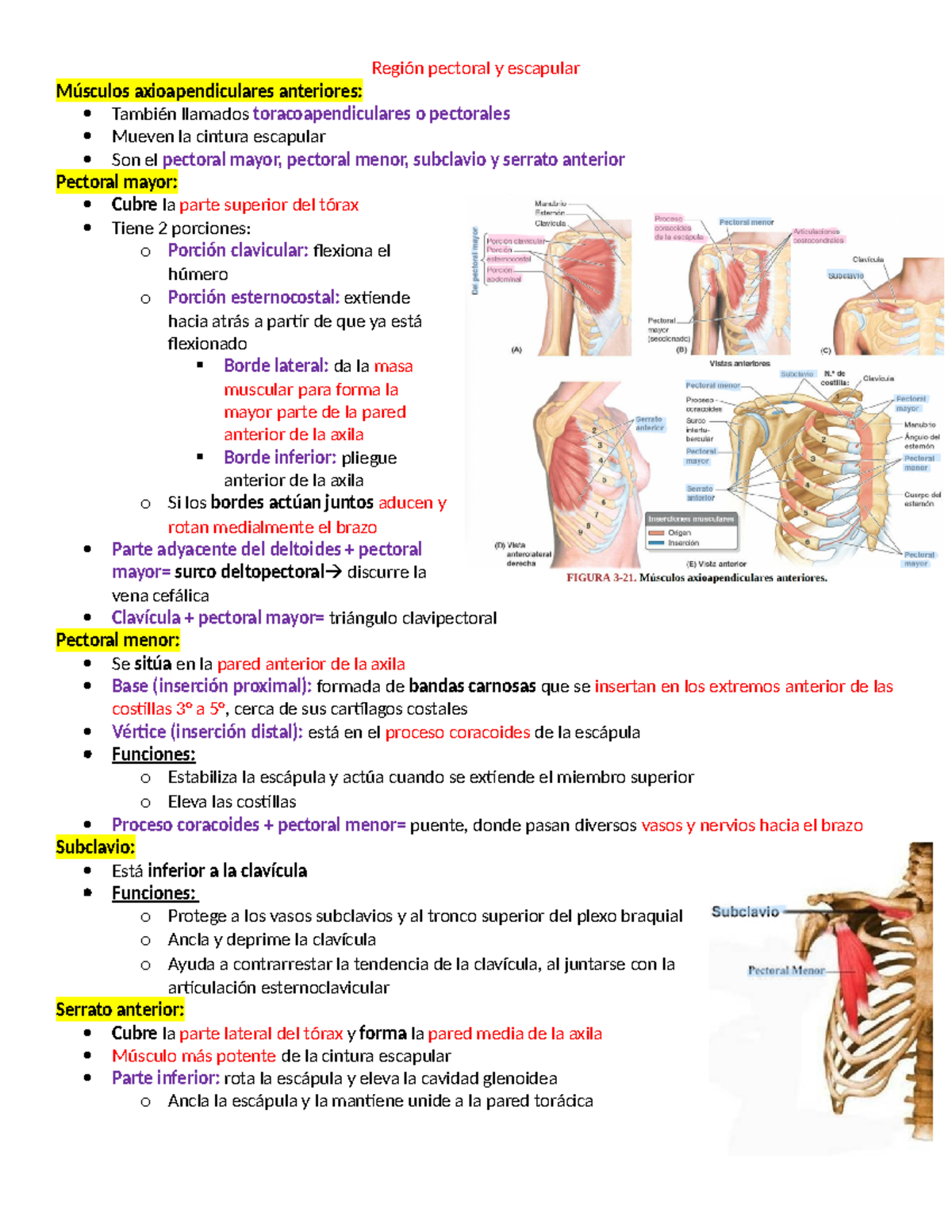 Región pectoral y escapular - Región pectoral y escapular Músculos ...