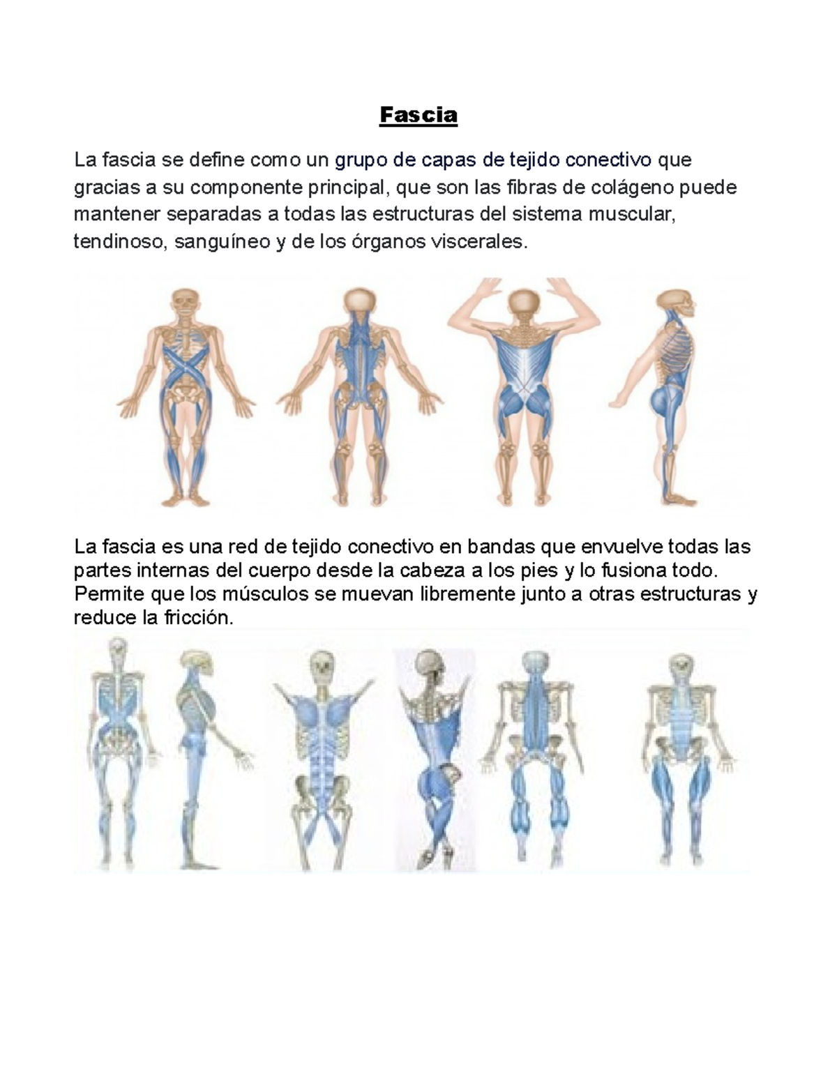 Fascia, Sistema Nervioso, Cadena Glandular - Fascia La fascia se define ...
