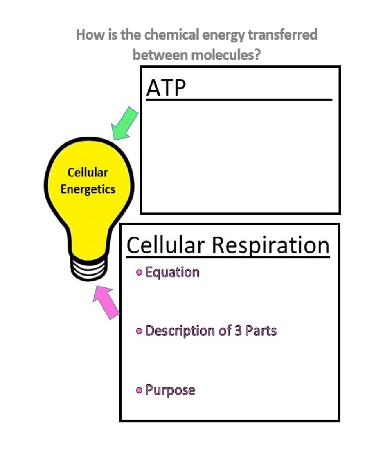Cellular Energetics Connections - Anticipation/Reaction Guide ...