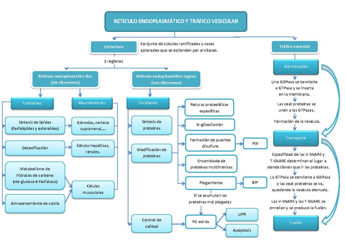 Mapa conceptual Tema 6 - Y VESICULAR Estructura Conjunto de ramificados ...