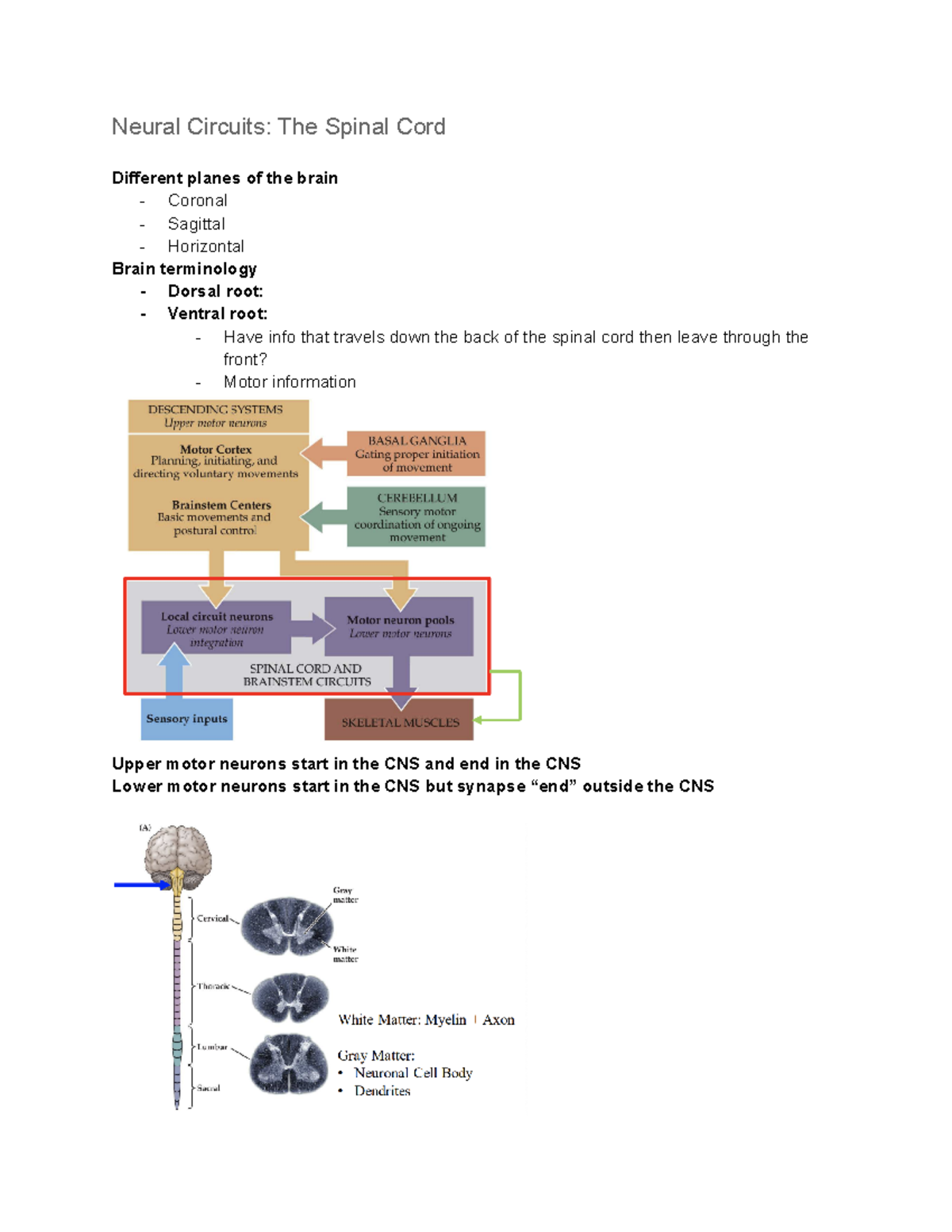 Diagram Of Neural Circut For Pain Spinal Gat Control Theory
