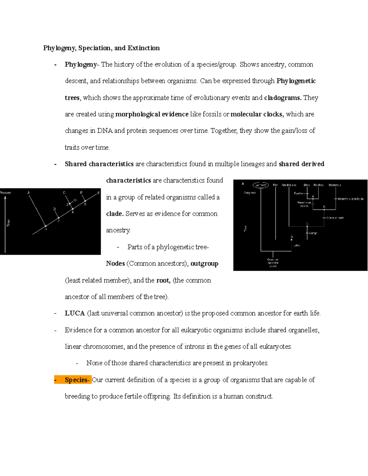 Phylogeny, Speciation, and Extinction - Shows ancestry, common descent ...
