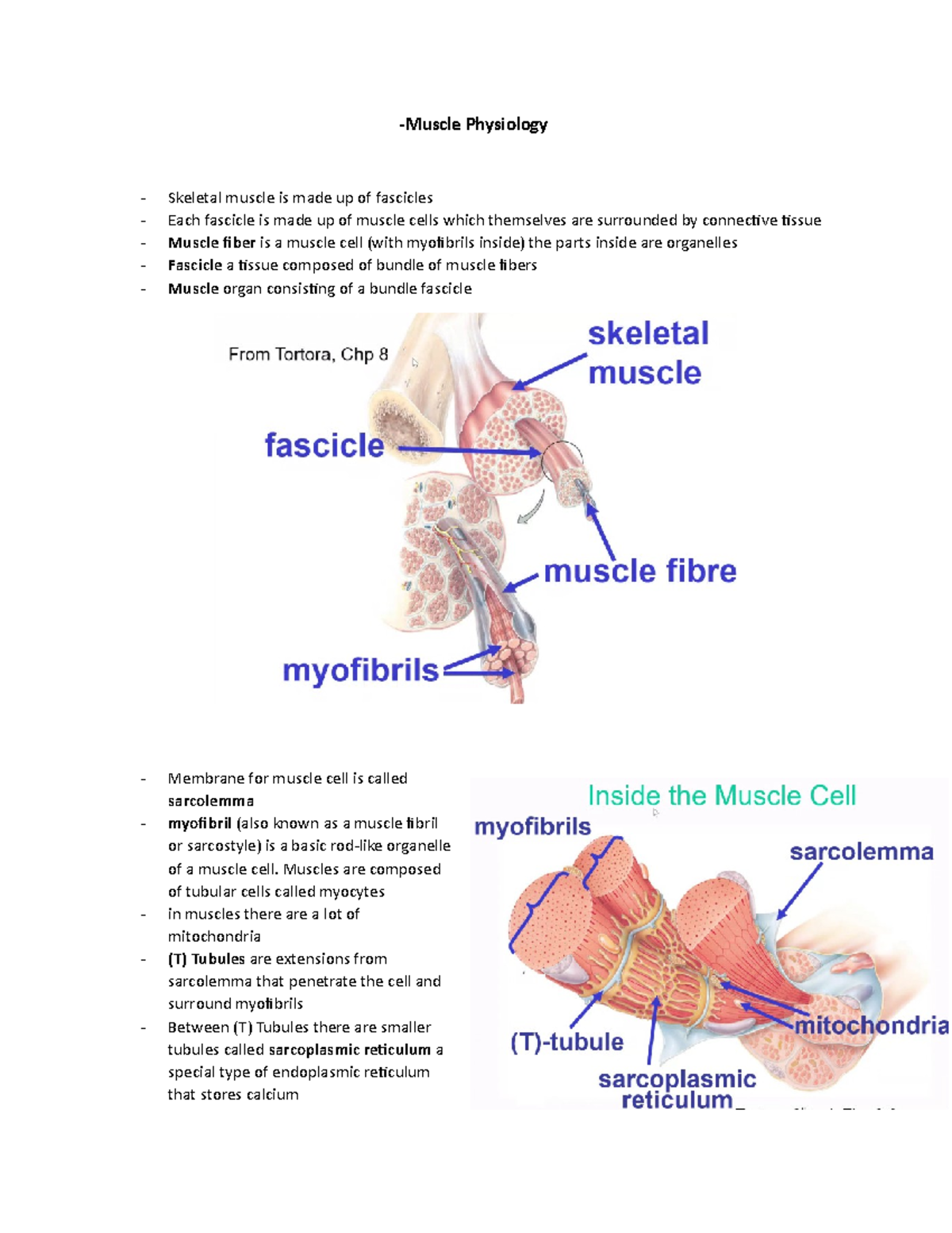 Muscle Physiology -Muscle Physiology Skeletal muscle is made up of ...