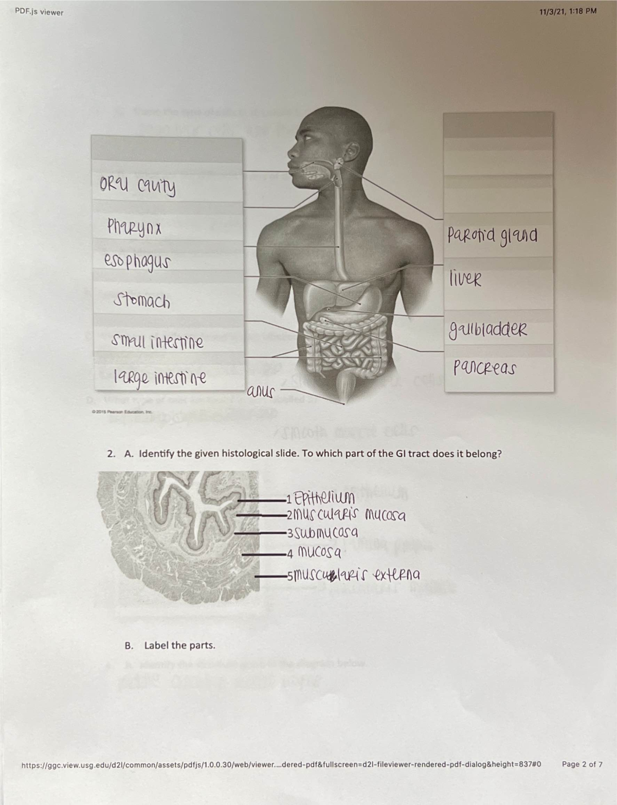 Digestive System - BIOL 2451K - Studocu