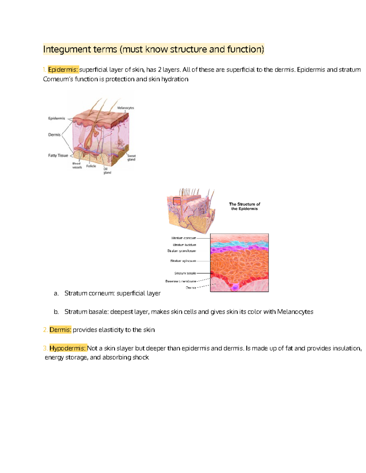 BIOL LAB 212 - Skin - Integument terms (must know structure and ...