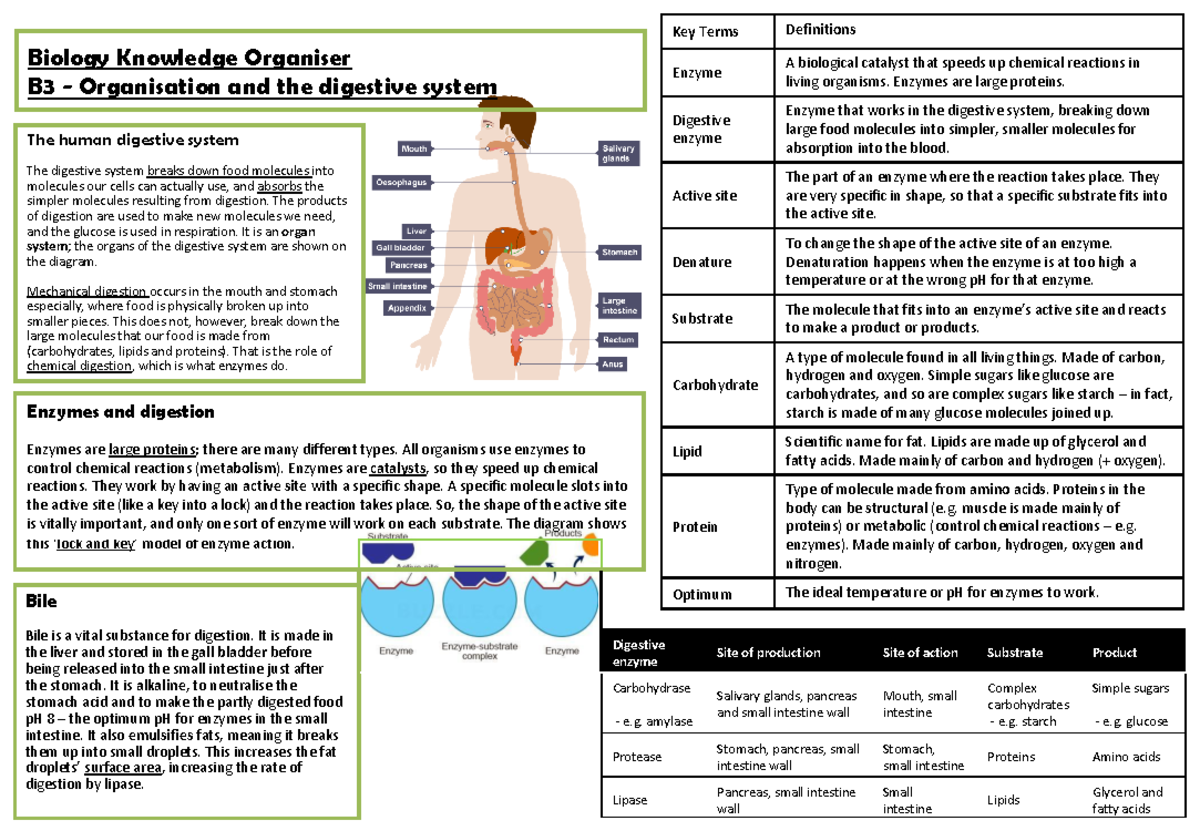 B3 - Organisation and the Digestive System - Enzymes and digestion ...