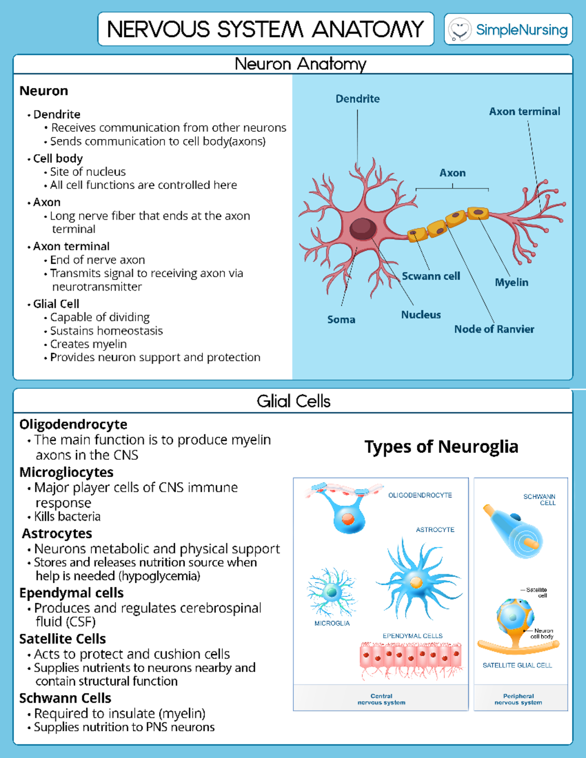 6. Nervous system 2 - Notes - kine 2031 - Studocu