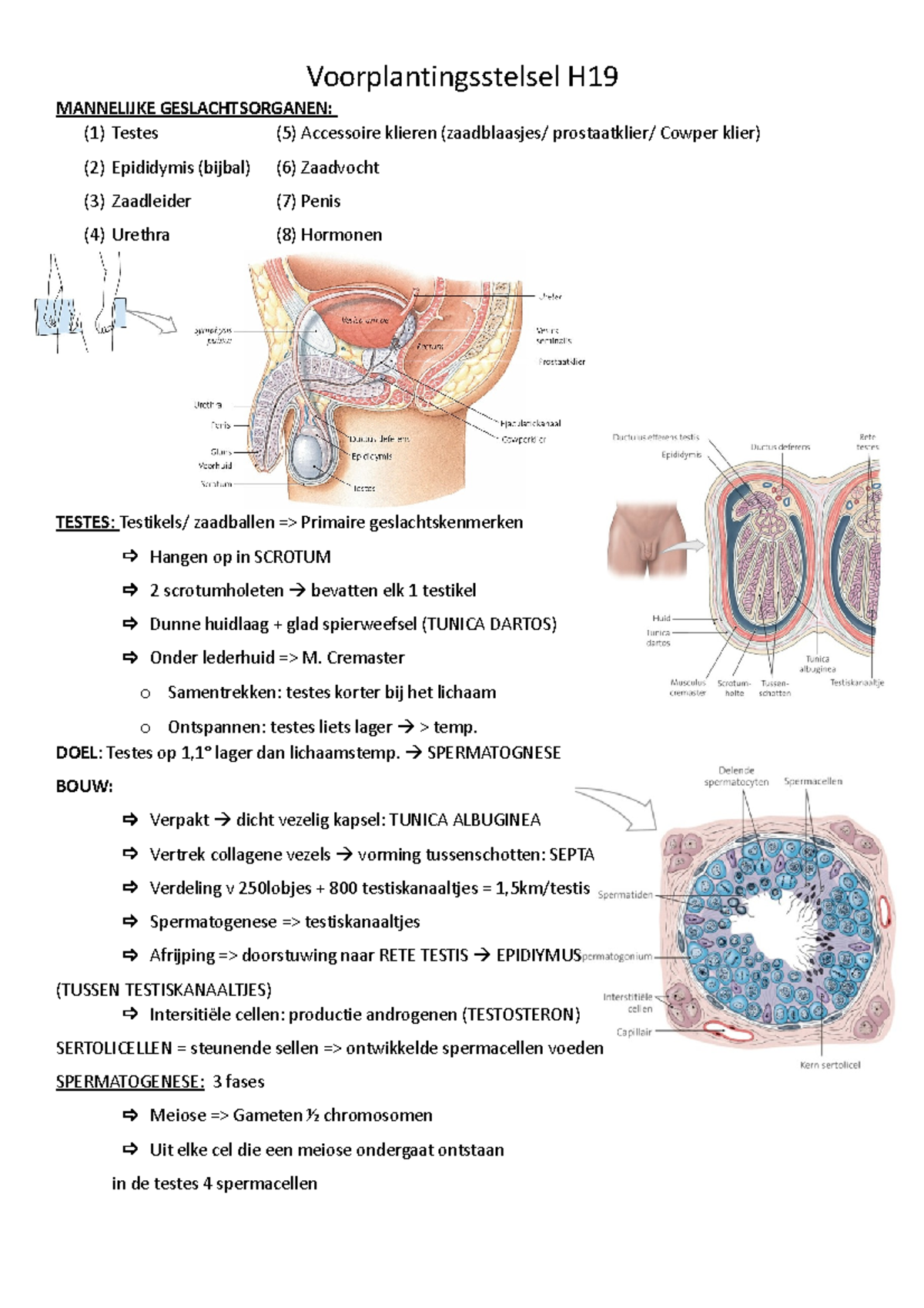 Voorplantingsstelsel - Verpleegkundig redeneren en handelen: inleidend ...