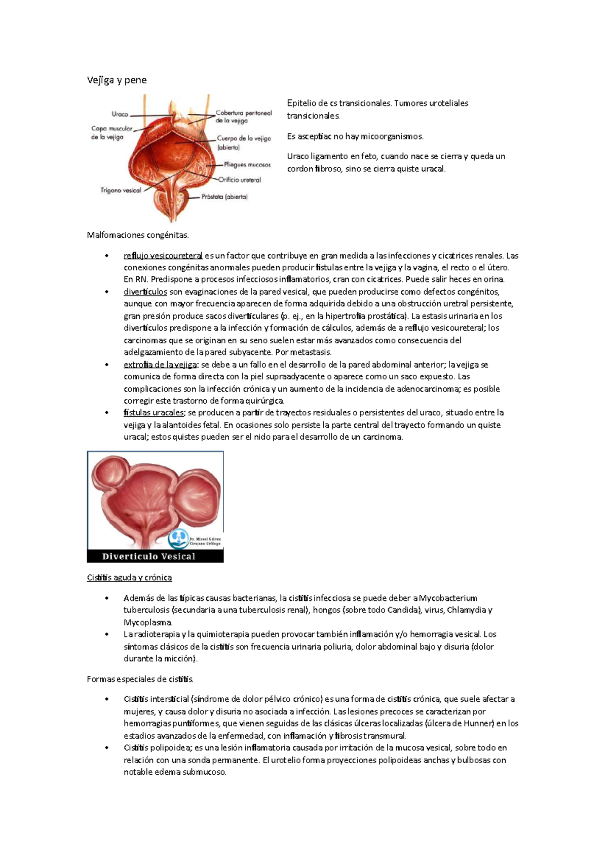 Vejiga y pene - Vejiga y pene Epitelio de cs transicionales. Tumores ...