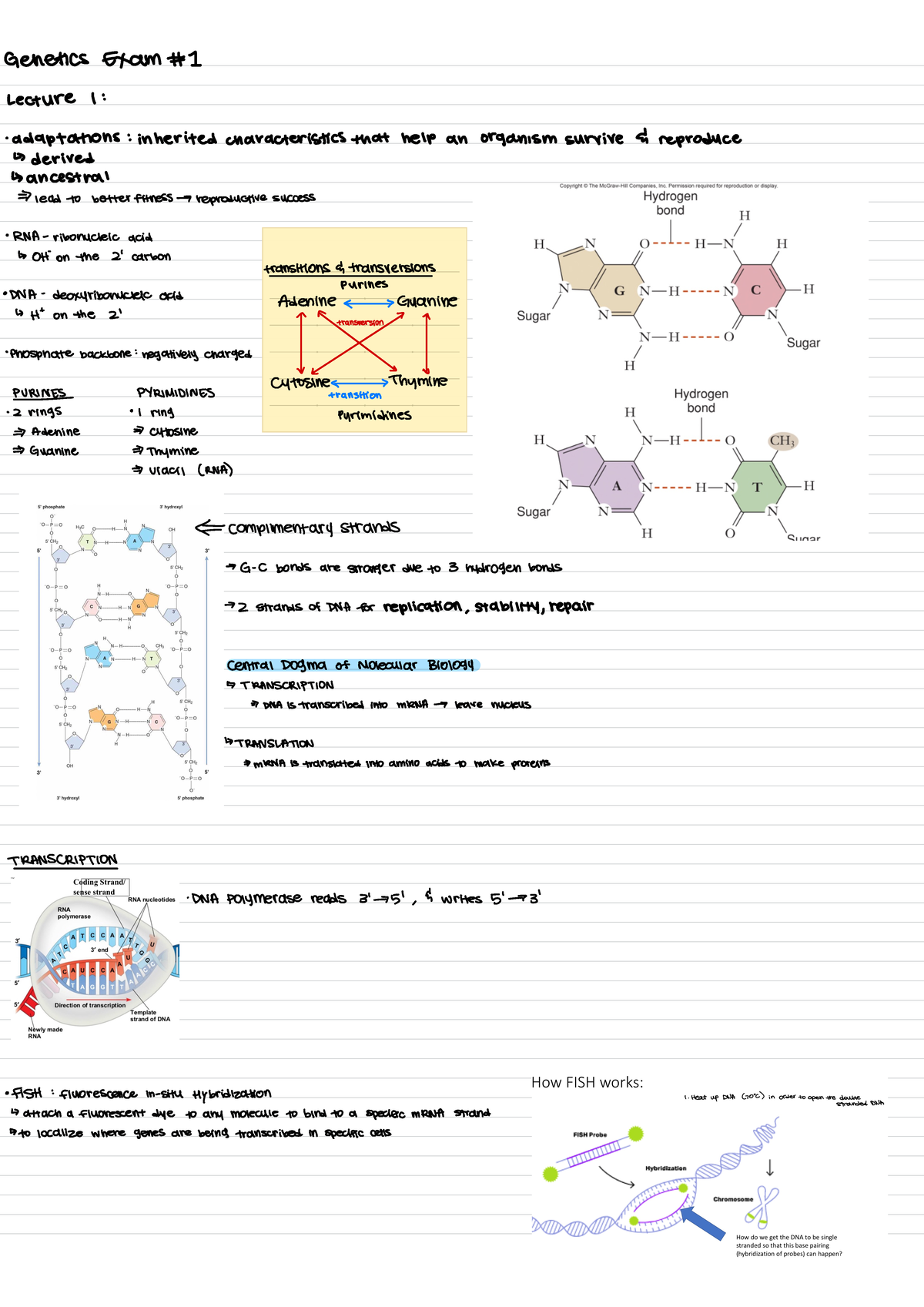 Exam -1 - This is a review guide for exam 1 for Genetics with Merselis ...