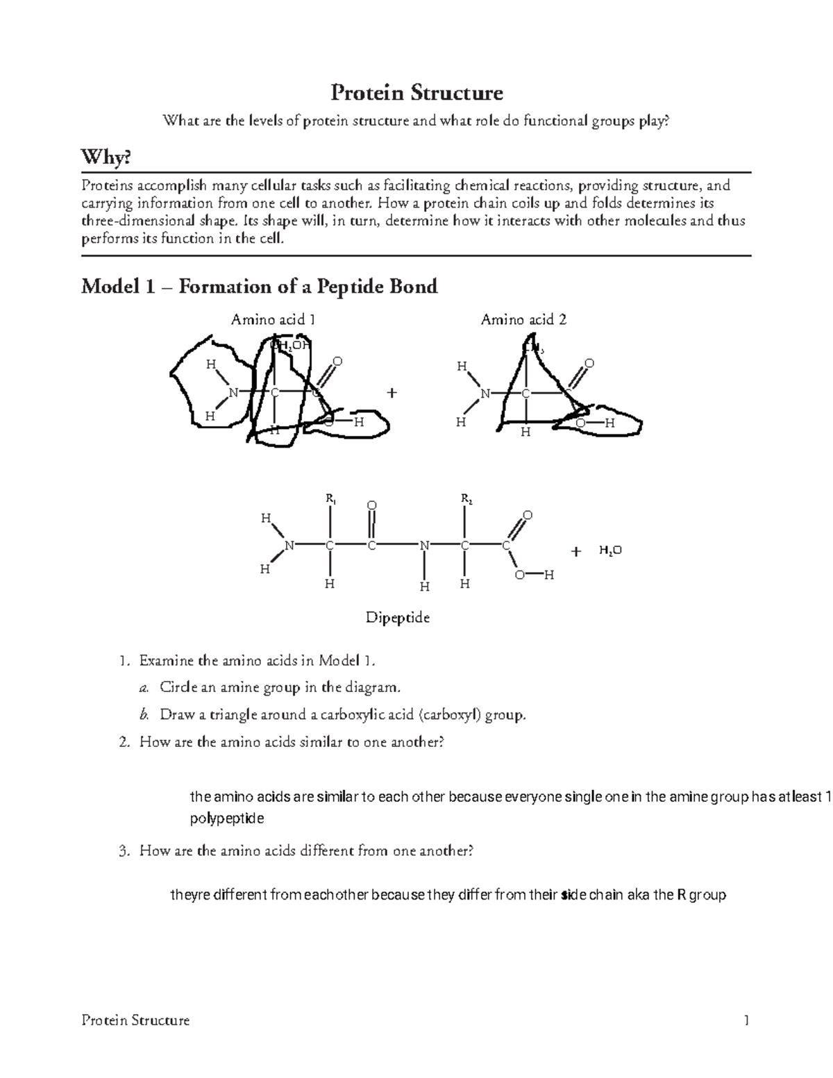 Kami Export - David Morency - 3 protein structure-pogil - Protein ...
