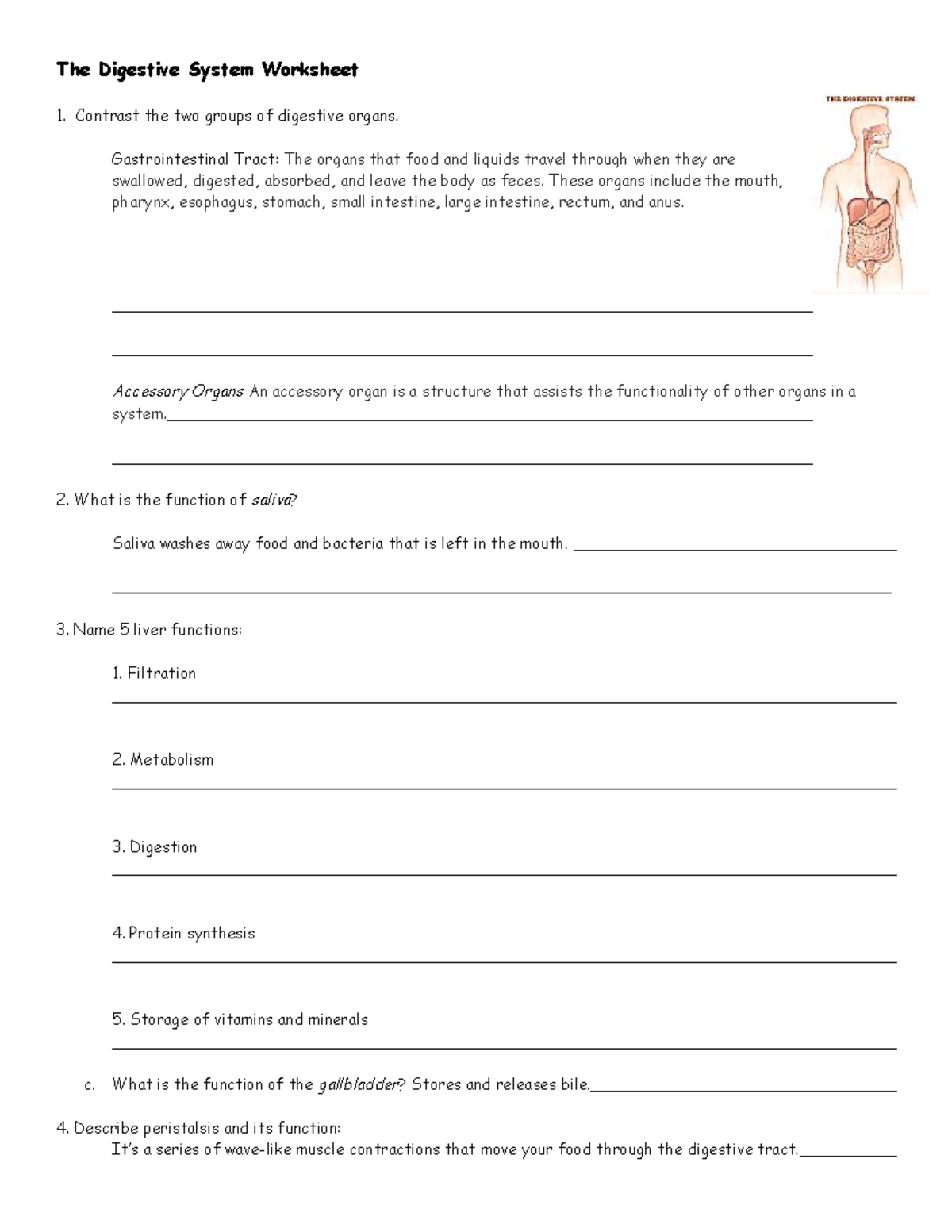Copy of The Digestive System Worksheet - The Digestive System Worksheet ...