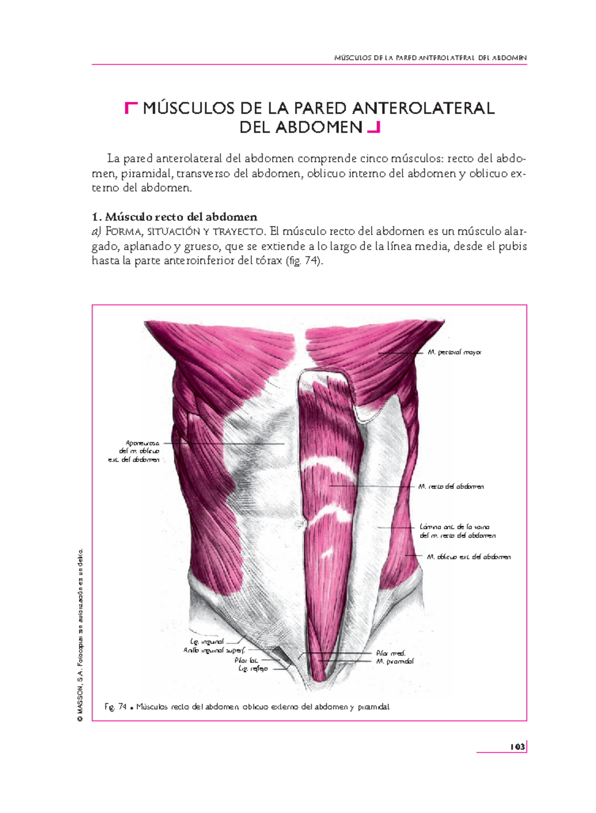 Músculos DE LA Pared Anterolateral - 7 MÚSCULOS DE LA PARED ...