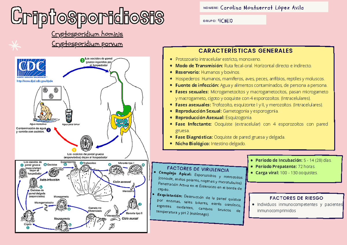 Criptosporidiosis - Cryptosporidium parvum es la especie que se asocia ...