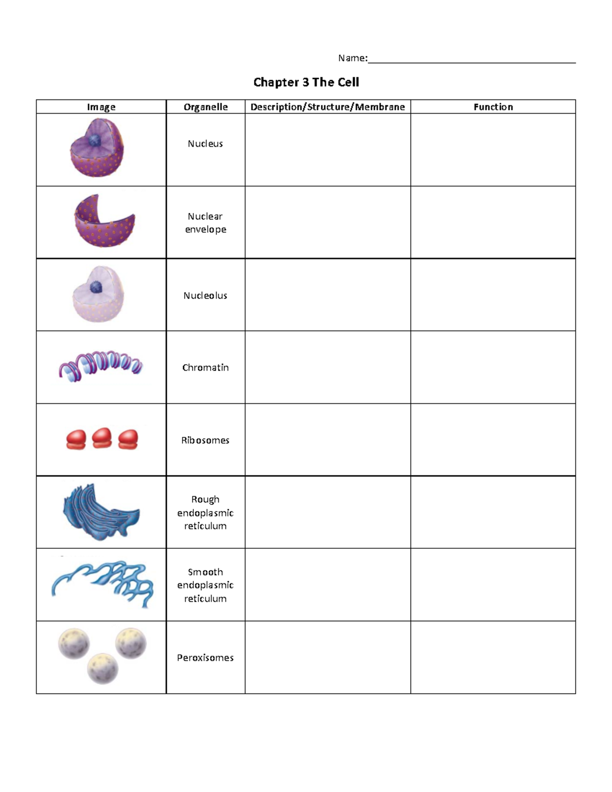 Chapter 3 The Cell Homework copy - Name ...