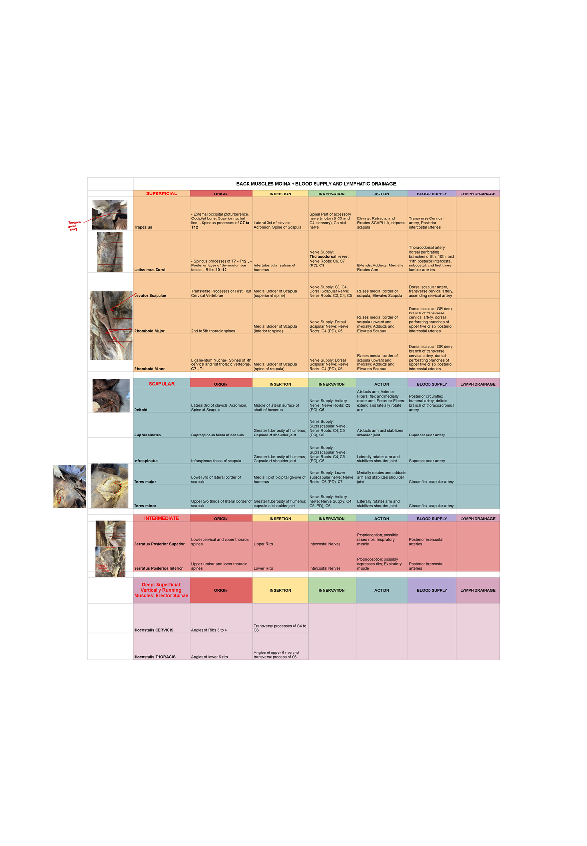 General Anatomy - Moina OF THE BACK - BACK MUSCLES MOINA + BLOOD SUPPLY ...