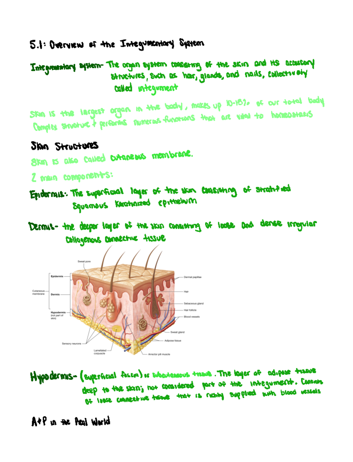 Chapter 5 - Integumentary System - ####### 5 1 Overview of the ...