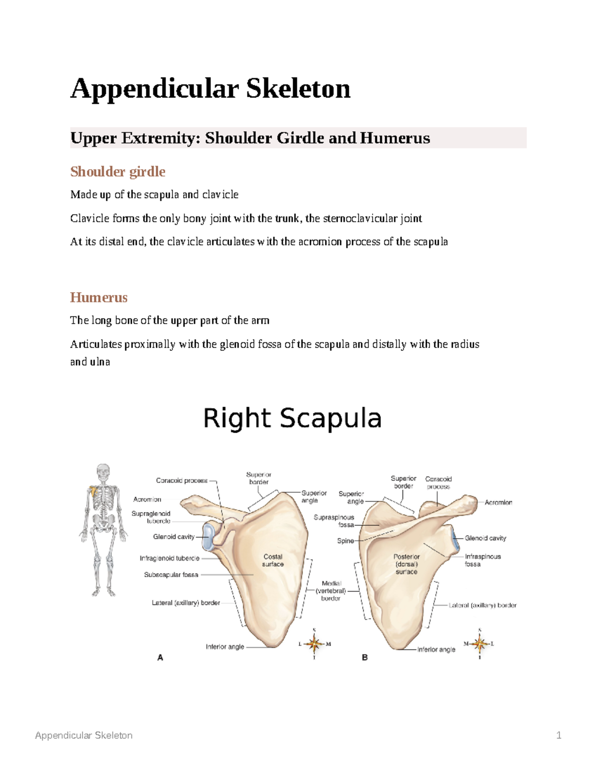 Appendicular Skeleton - Appendicular Skeleton Upper Extremity: Shoulder ...