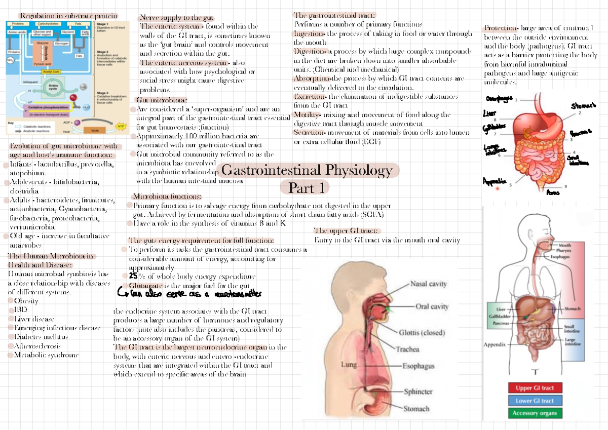 Gastrointestinal physiology - Gastrointestinal Physiology Part 1 ...