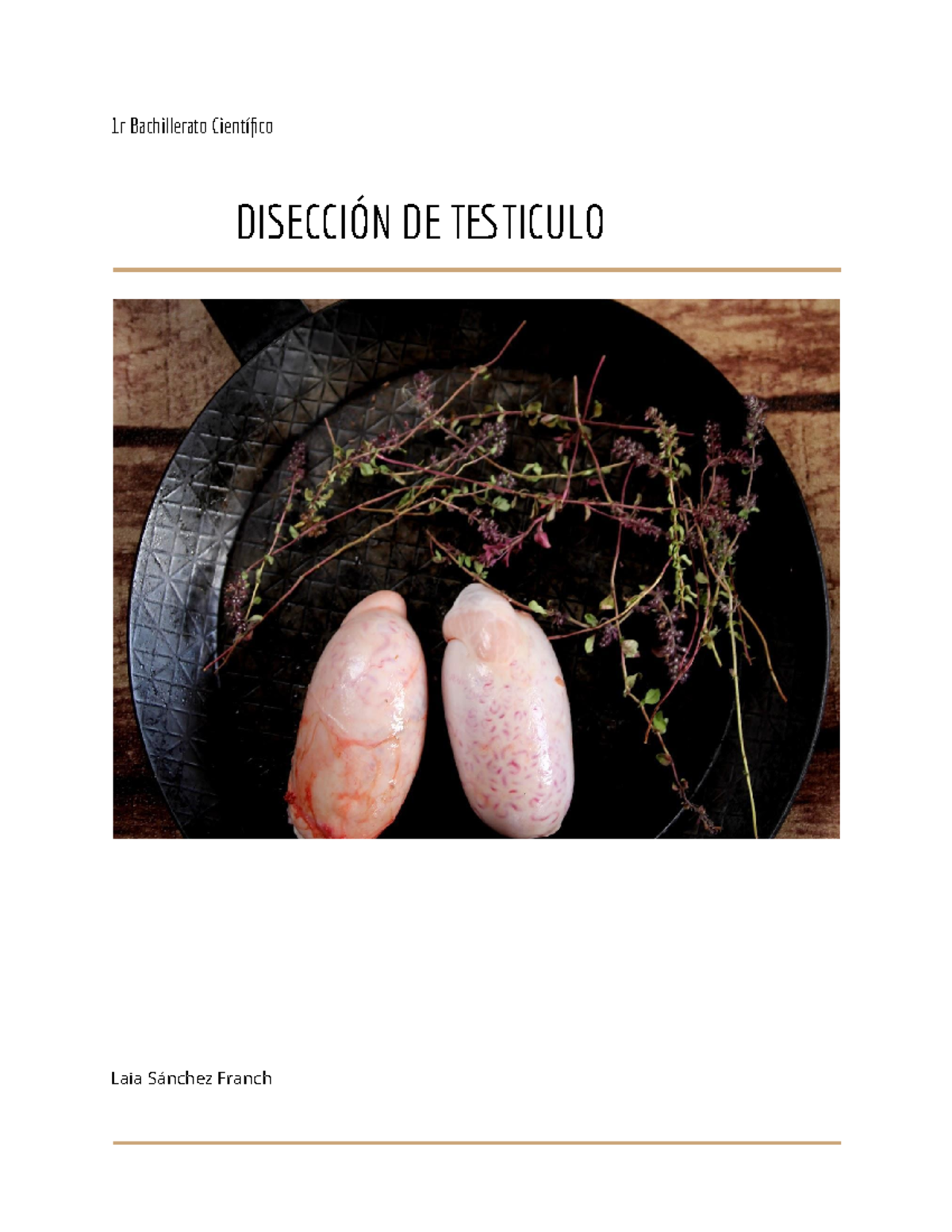 DiseccióN Testiculo - 1r Bachillerato Científico DISECCIÓN DE TTICULO ...