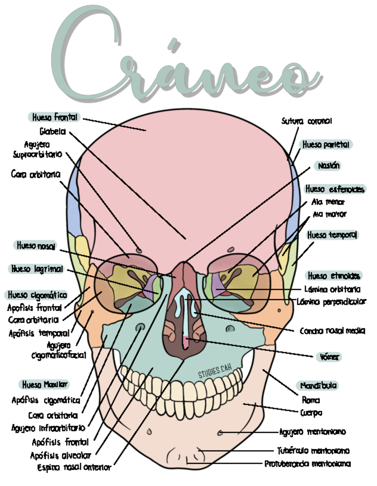 La Anatomía Del Cráneo