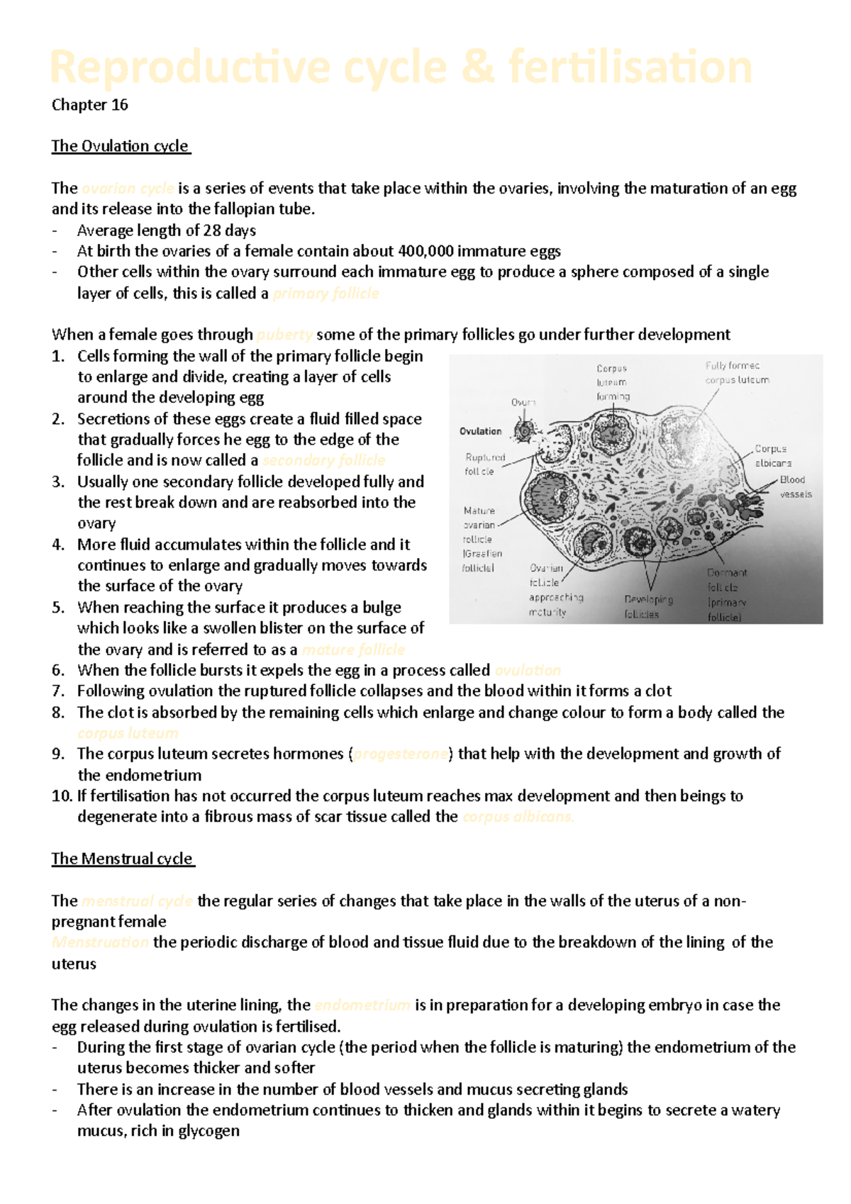 Ovarian + menstrual cycle - Chapter 16 The Ovulation cycle The ovarian ...