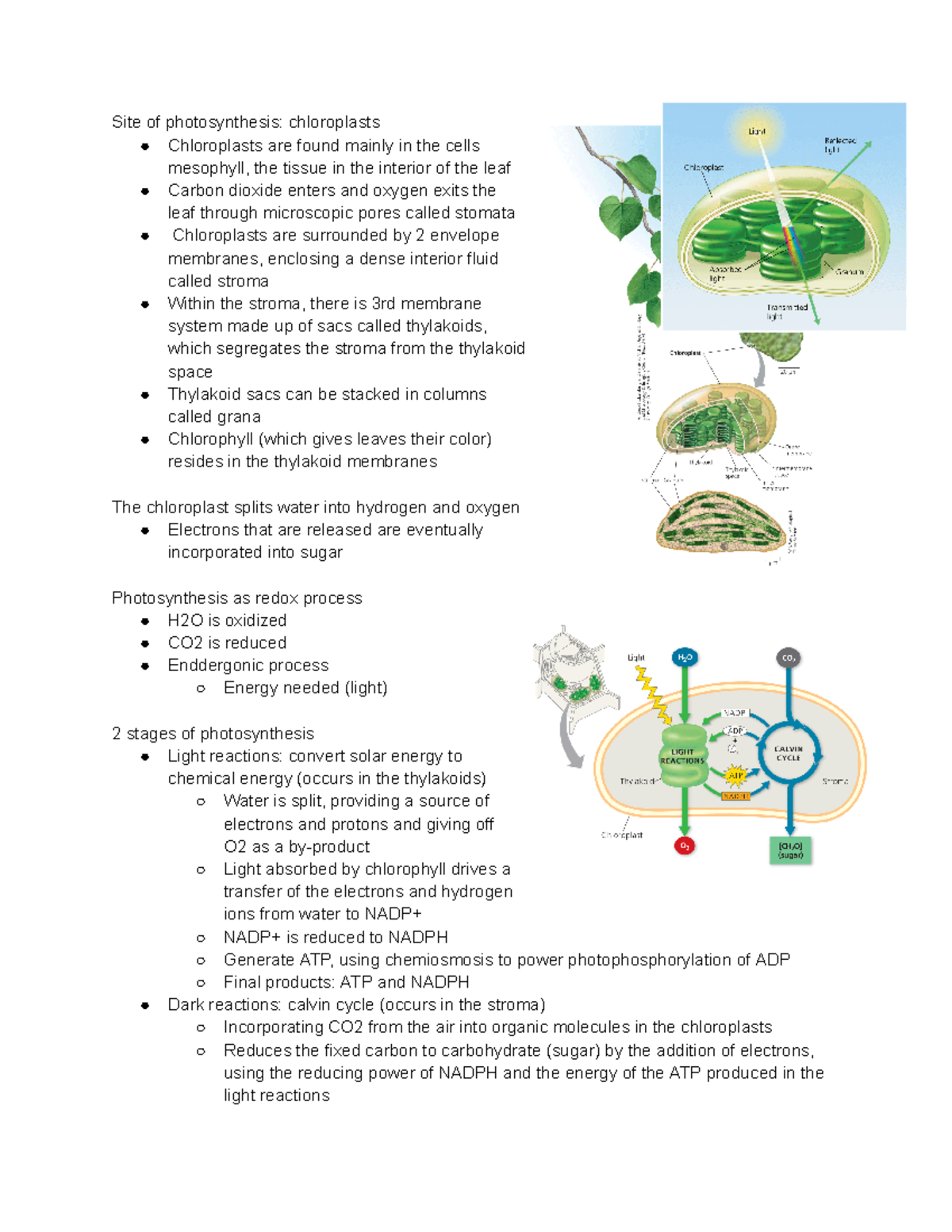 BIOL1050 Module 3 Photosynthesis - Site of photosynthesis: chloroplasts ...