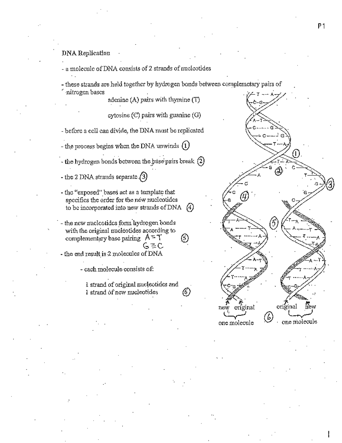 Chapter 3 Handout - DNA replication, mitosis, meiosis - P1 DNA ...