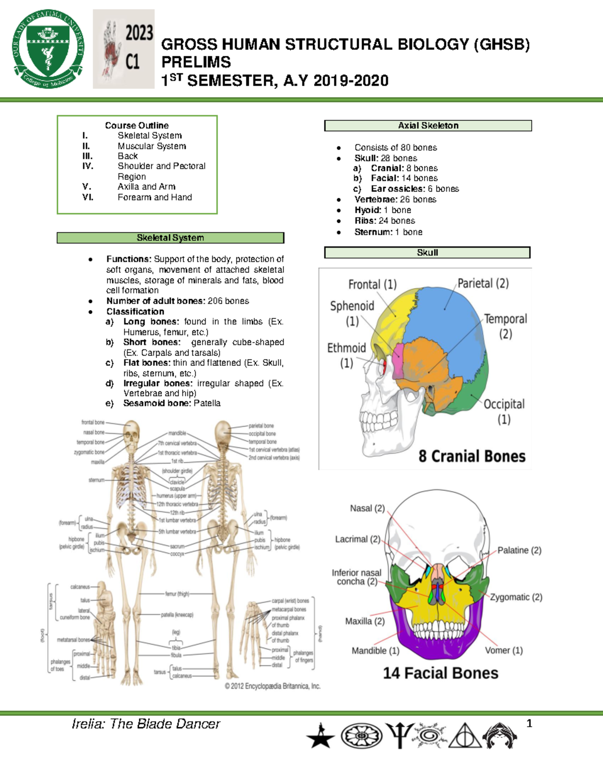 Skeletal System Gross Anatomy - PRELIMS 1 ST SEMESTER, A 2019- Skeletal ...