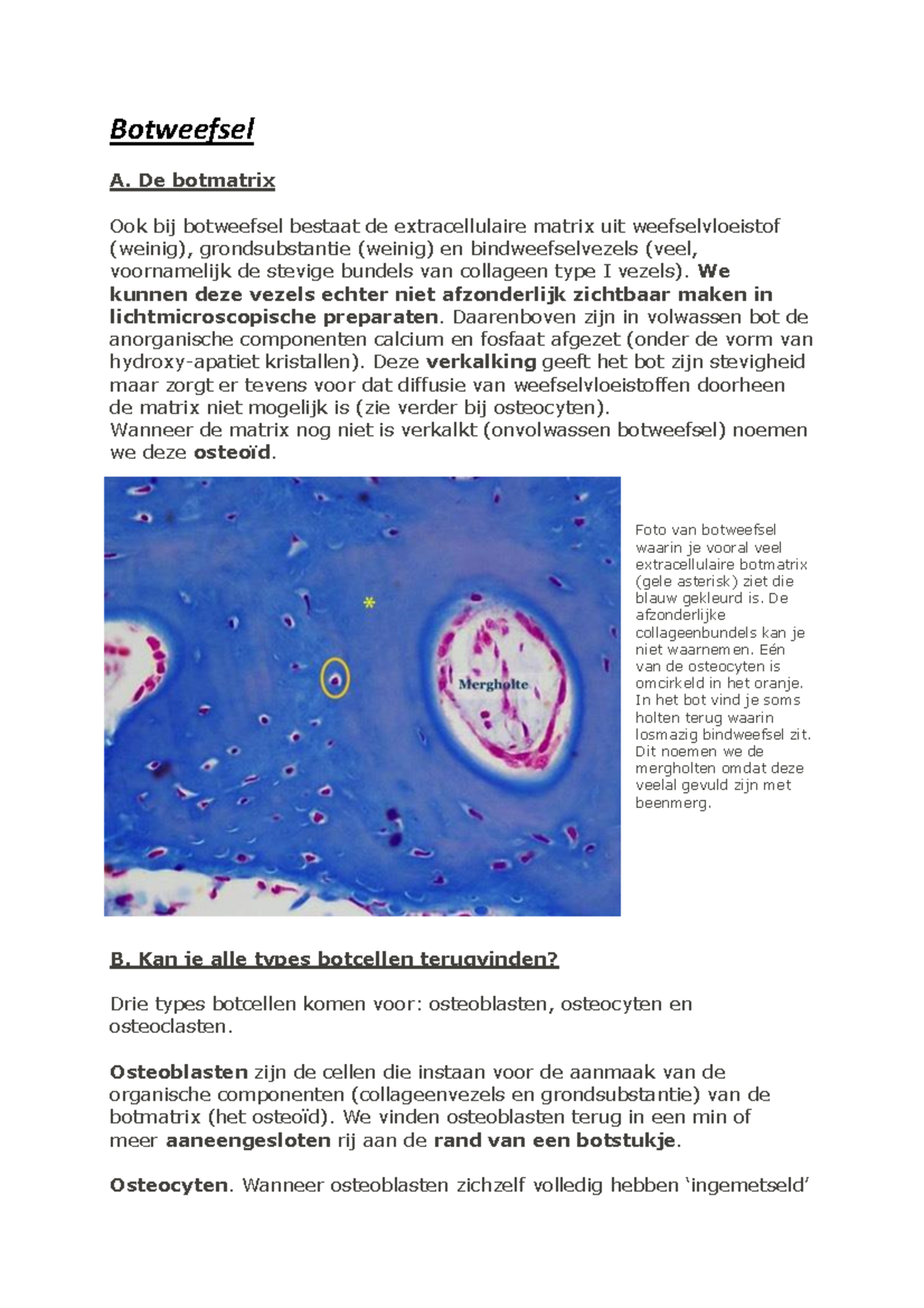 Botweefsel 2 - Botweefsel A. De botmatrix Ook bij botweefsel bestaat de ...