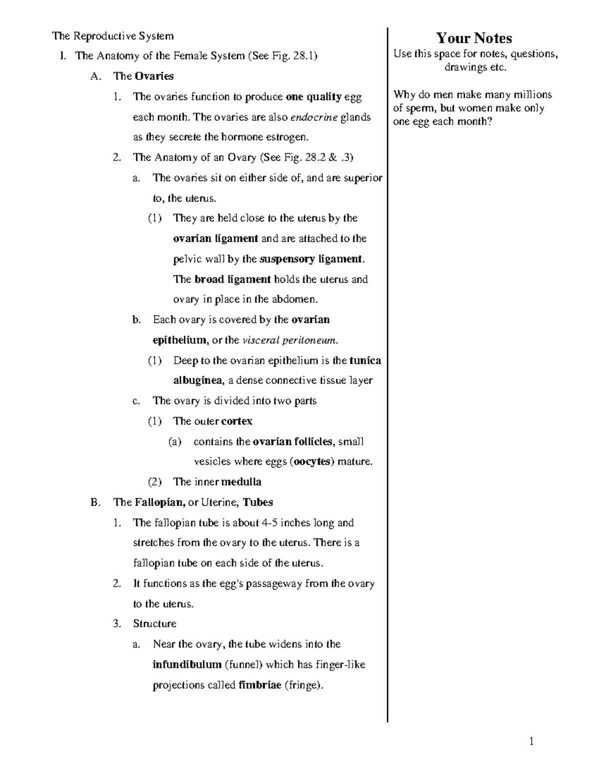 The Female Reproductive System handout - The Reproductive System I. The ...