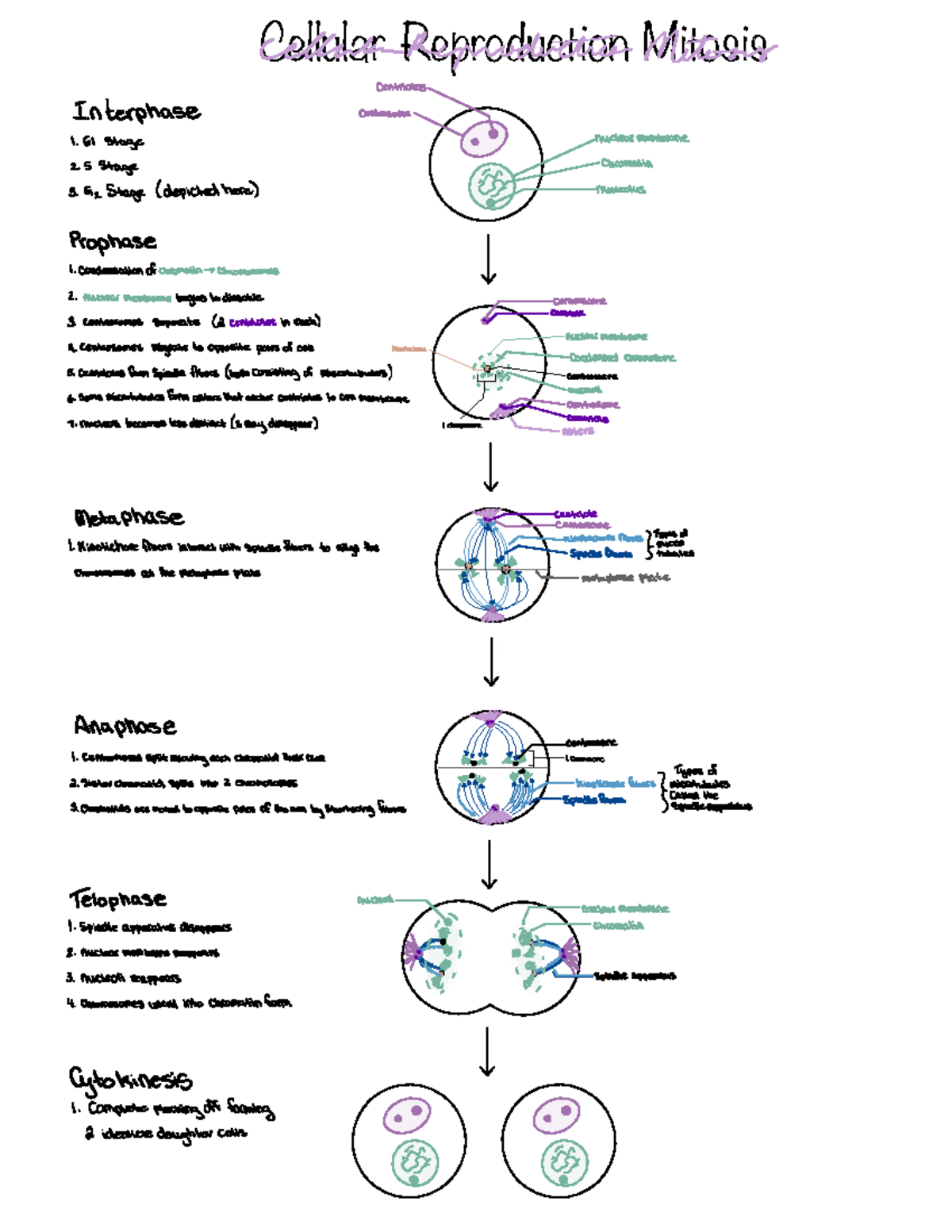 Mitosis Summary - Professor: Lars Petersen - Cellular Reproduction ...