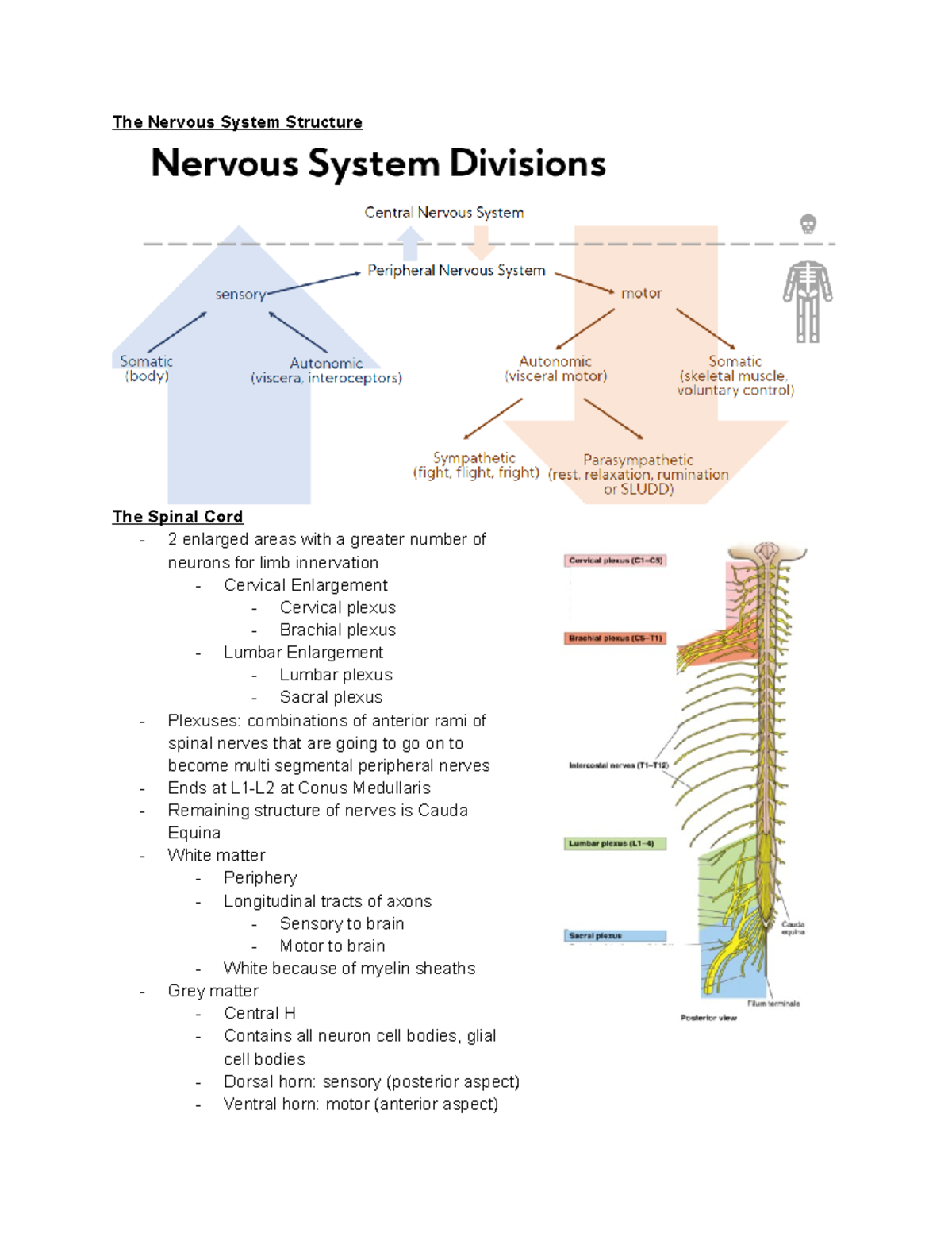 Week 4 The PNS, ANS, Brachial Plexus - The Nervous System Structure The ...